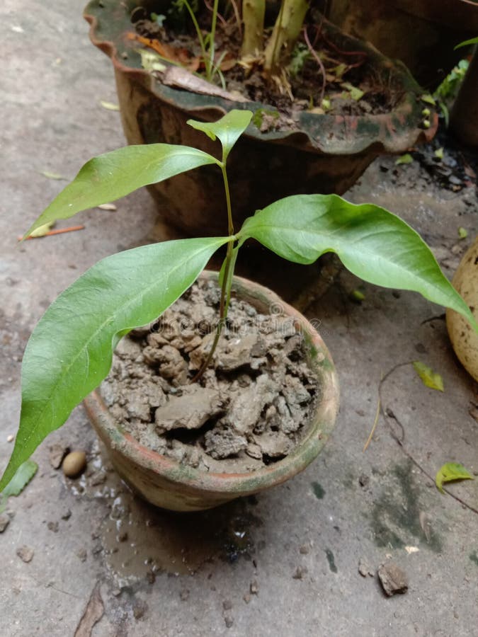 Licchi Stock Photos - Free & Royalty-Free Stock Photos from Dreamstime