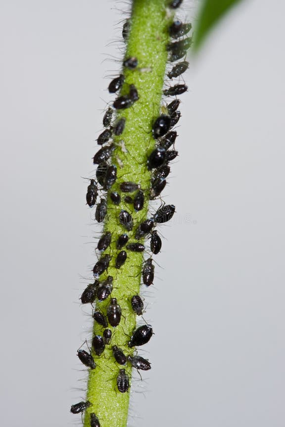 Lice stock image. Image of plague, agricultural, silene - 14548625