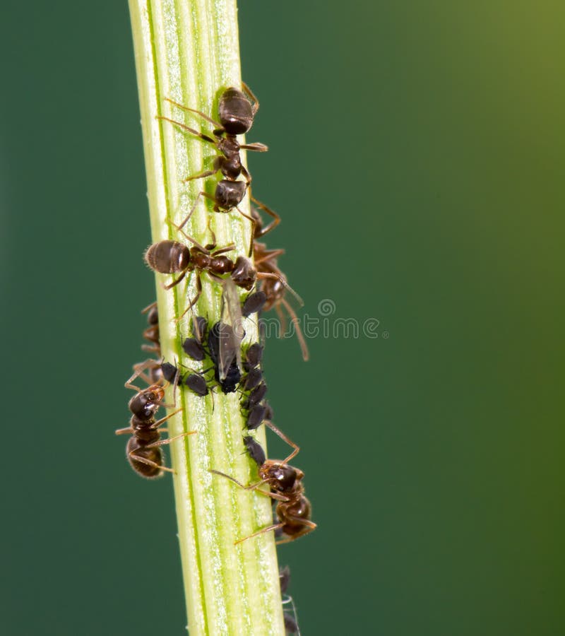Ant and Lice stock image. Image of louse, stem, leaf - 26267417
