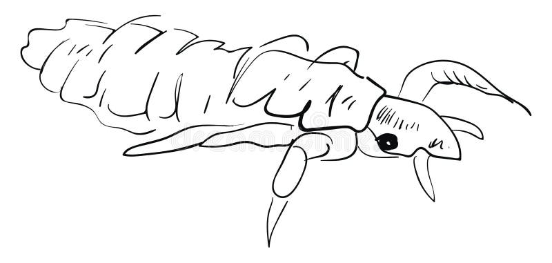 Bed Bug Vector Clip-art Illustration Image Stock Vector - Illustration ...