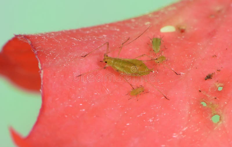 Lice stock photo. Image of insects, closeup, lice, leaf - 32864188