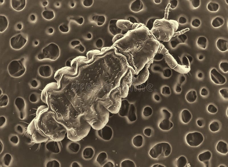 Microscope Photo of a Section through a Frog Liver. Stock Photo - Image ...