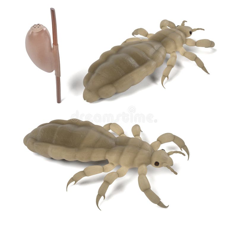 Lice set stock illustration. Illustration of pediculus - 82063177