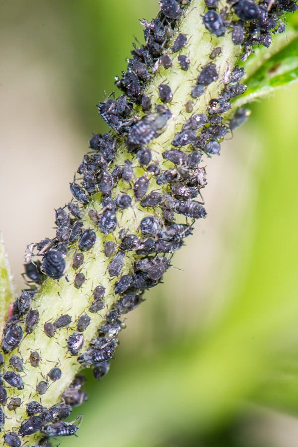 Lice stock image. Image of aphid, insect, plant, animal - 26673811