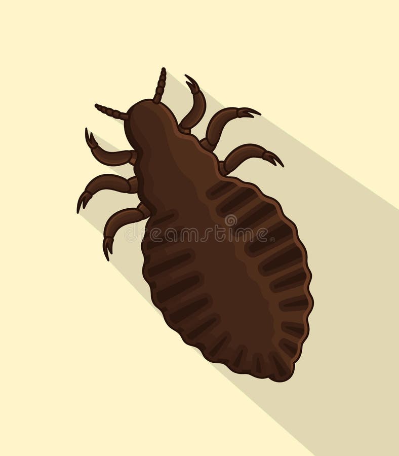 Lice Vector Insect stock vector. Illustration of drawing - 94292312