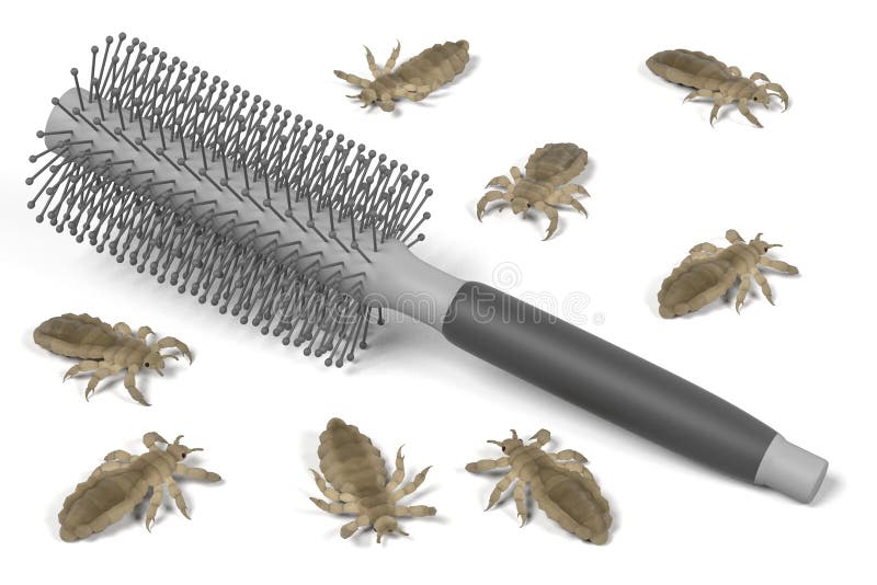 Lices on comb stock illustration. Illustration of brush - 82631901