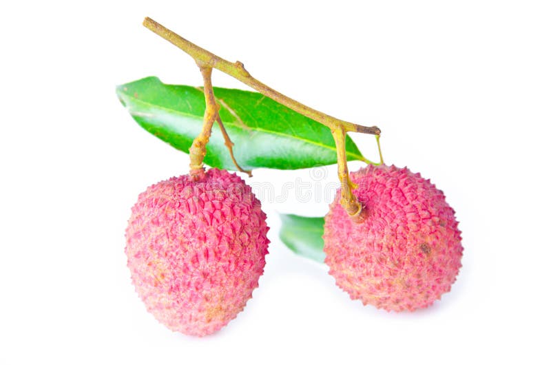 Lichíes frescos imagen de archivo. Imagen de segmento - 41320051