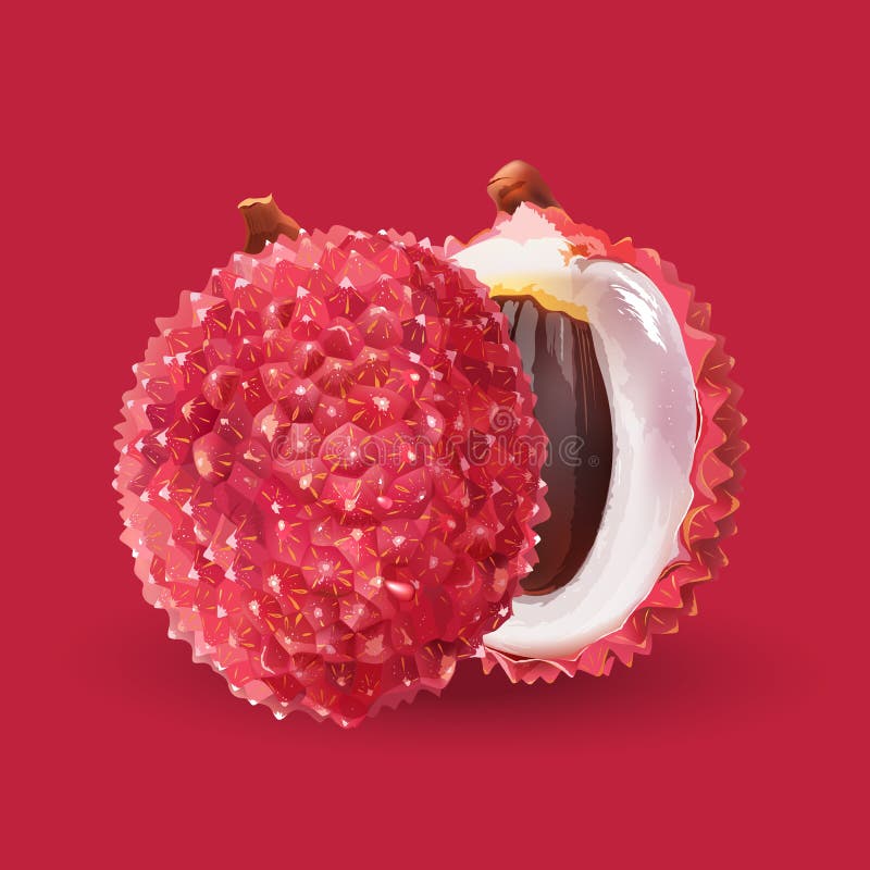 Lichee Stock Illustrations – 918 Lichee Stock Illustrations, Vectors ...