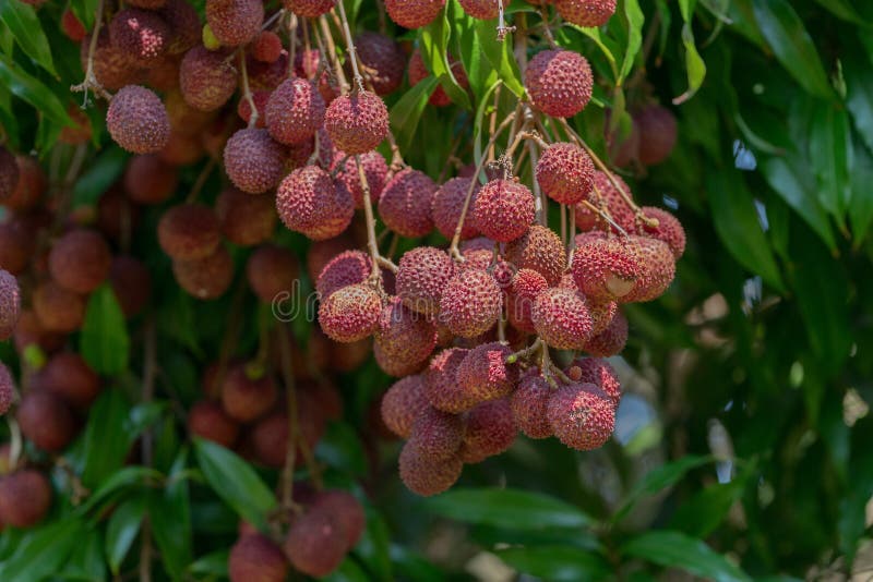 Lychee stock image. Image of health, cluster, branch - 114699313