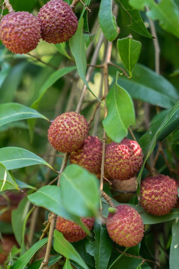 Lychee stock image. Image of exotic, lychee, healthy - 114699343