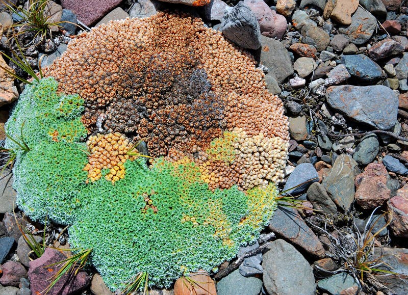 Lichen stock image. Image of plant, alpine, lichen, natural - 10520667