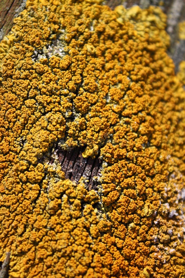 Lichen stock photo. Image of formation, breakwater, weathered - 10975002