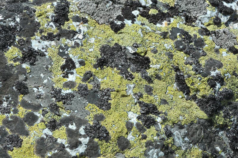 Lichen stock photo. Image of climate, altitude, cold - 19926846