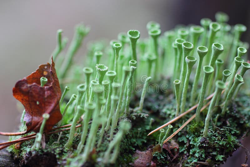 Lichen stock image. Image of botany, thallus, podetsy - 26951983