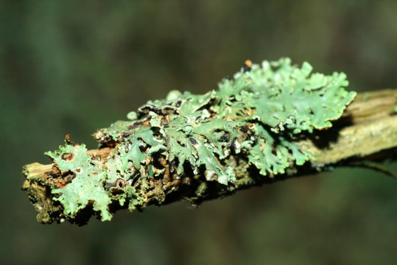 Purple Lichen On Tree In Woods Stock Image - Image of foliage, flower ...