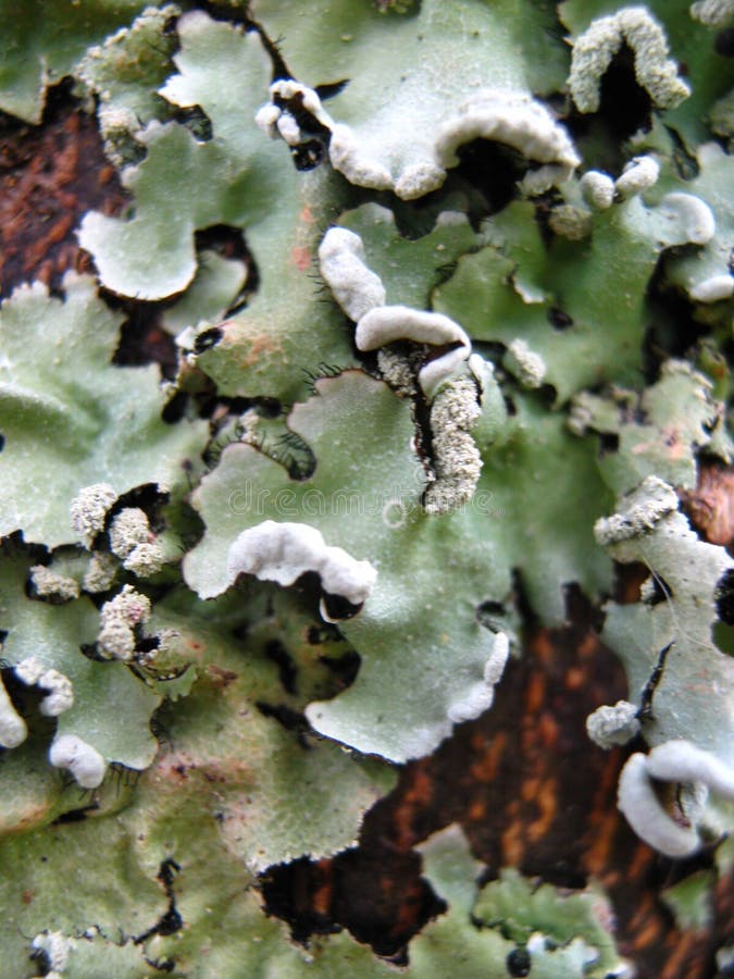 Lichen stock image. Image of natural, growth, fungus, green - 5329117