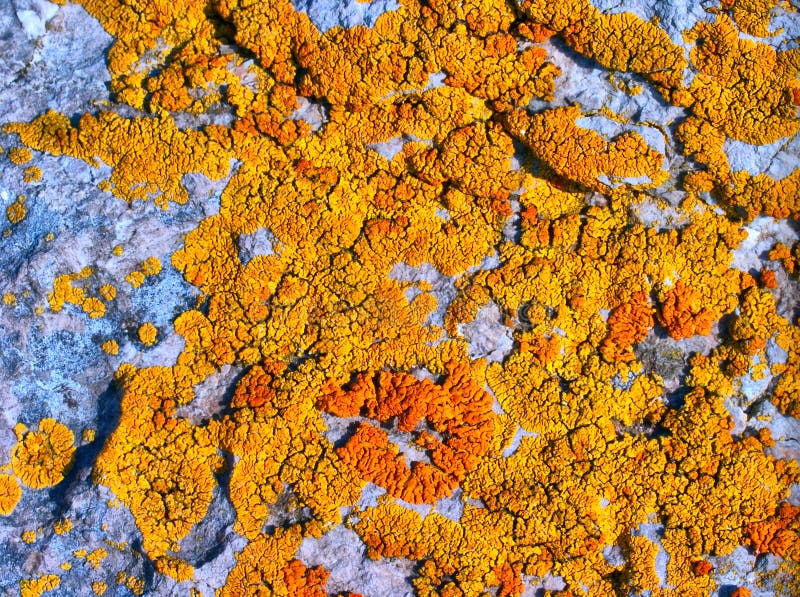 Lichen. stock photo. Image of botany, vegetation, generic - 7375144