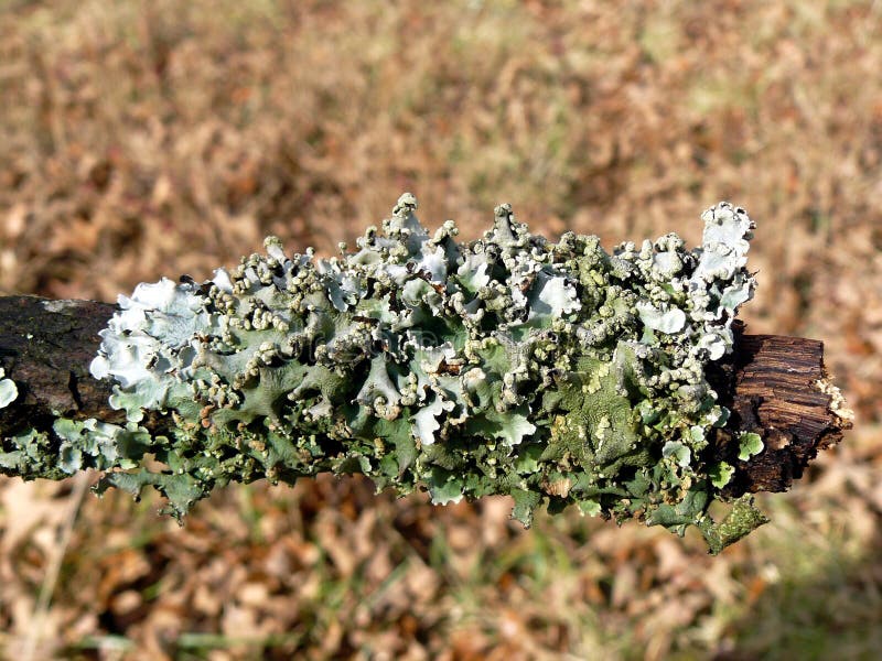 Electricity sphere stock image. Image of fire, flashes - 2829307