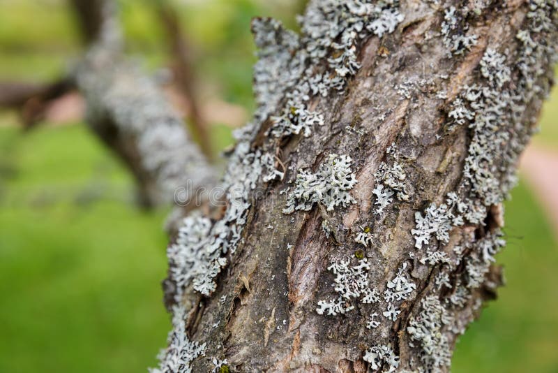 Lichen on apple tree stock photo. Image of detail, apple - 183251468