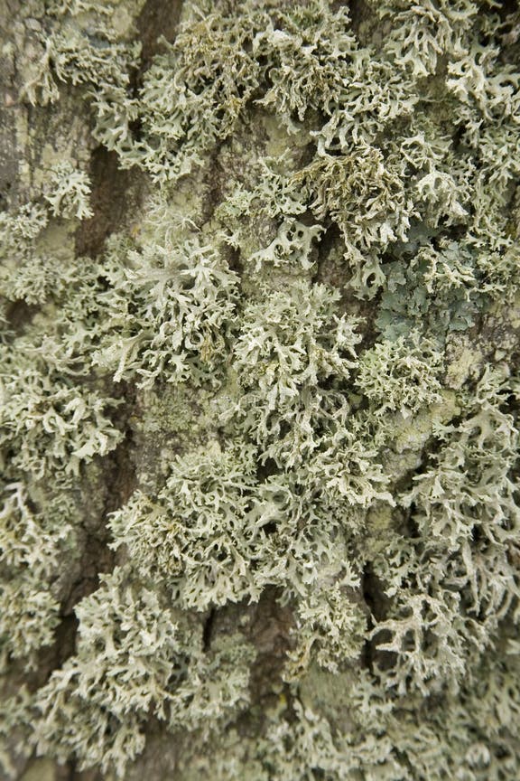 54,913 Lichen Background Stock Photos - Free & Royalty-Free Stock ...