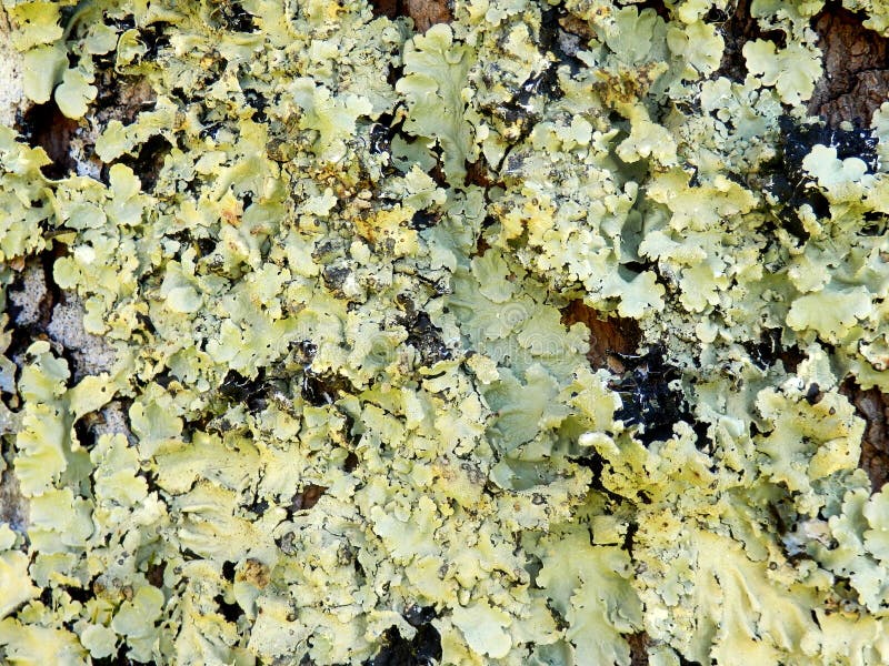 Lichen Background stock photo. Image of fungi, fungus - 113870794