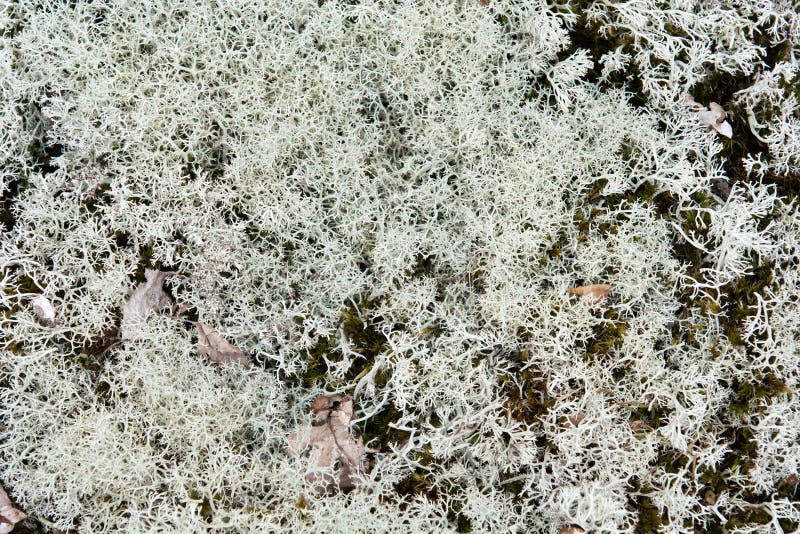 Lichen and Tundra Vegetation Stock Photo - Image of mountain, intense ...