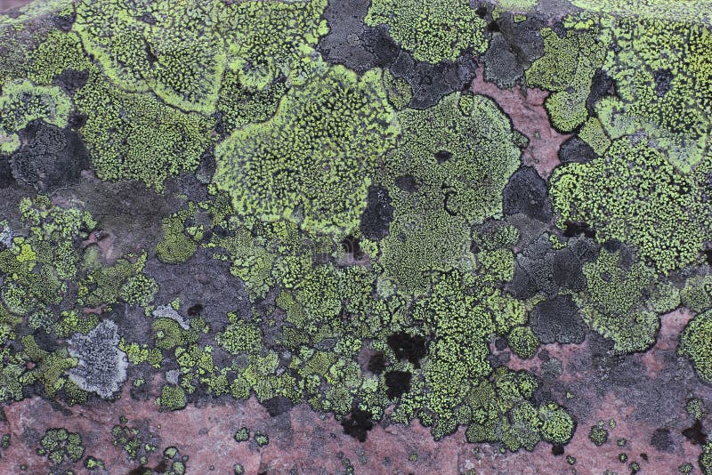 Lichen Background stock photo. Image of horizontal, color - 46671782