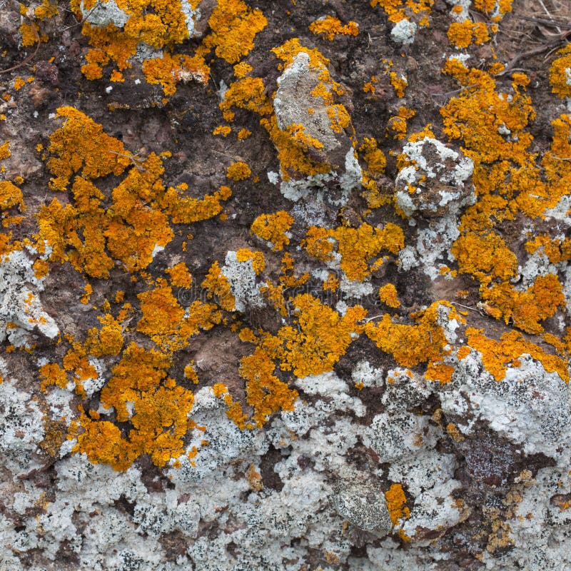 Lichen background stock image. Image of lichen, covered - 43595415