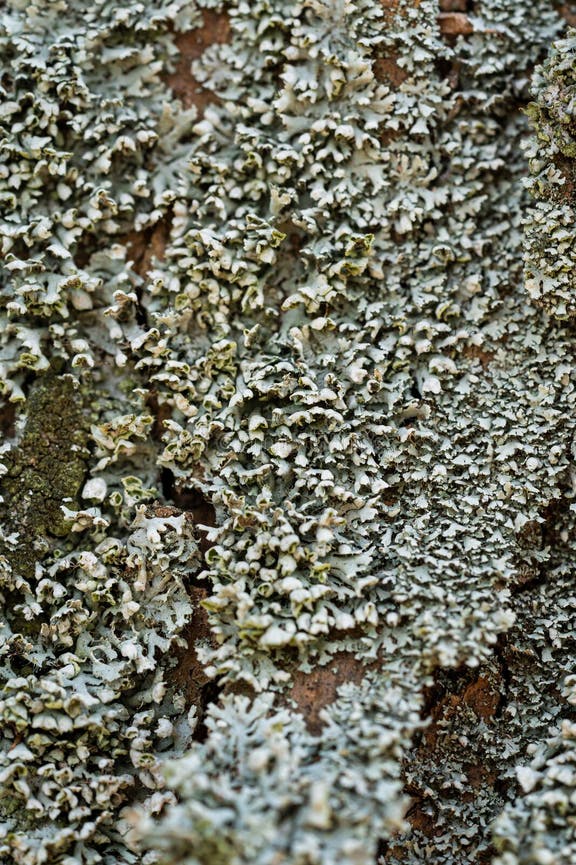 Lichen bark of a tree stock image. Image of moss, trunk - 269694361