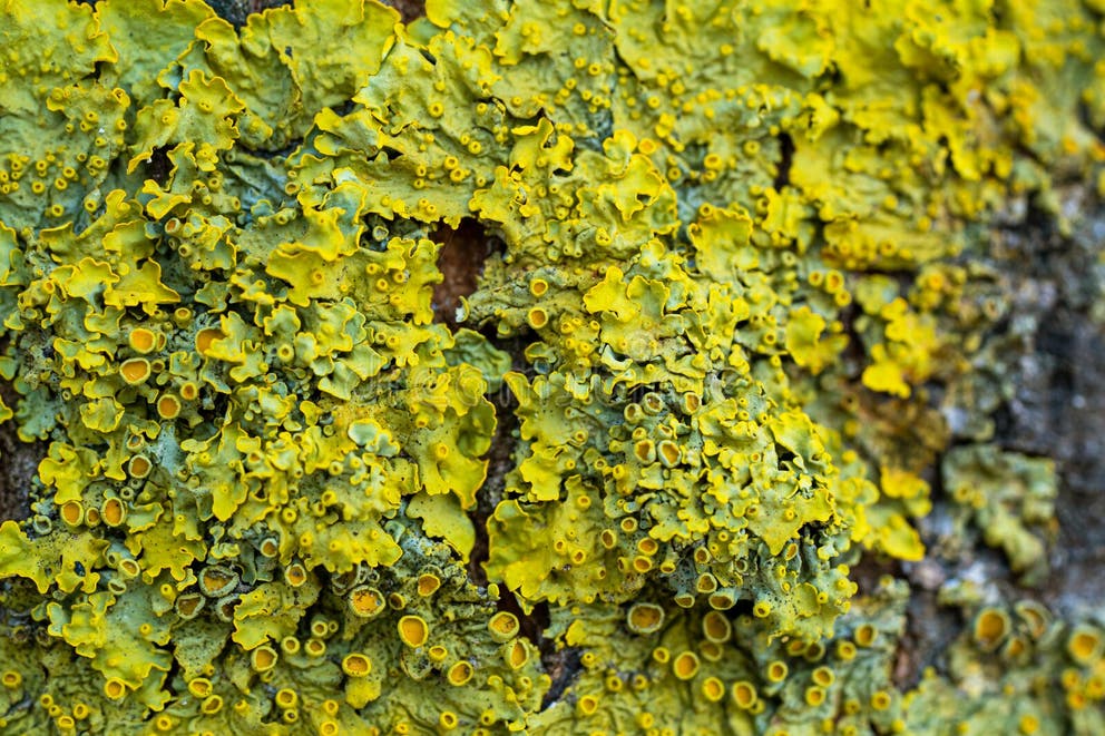 Lichen bark of a tree stock photo. Image of wood, abstract - 269694378