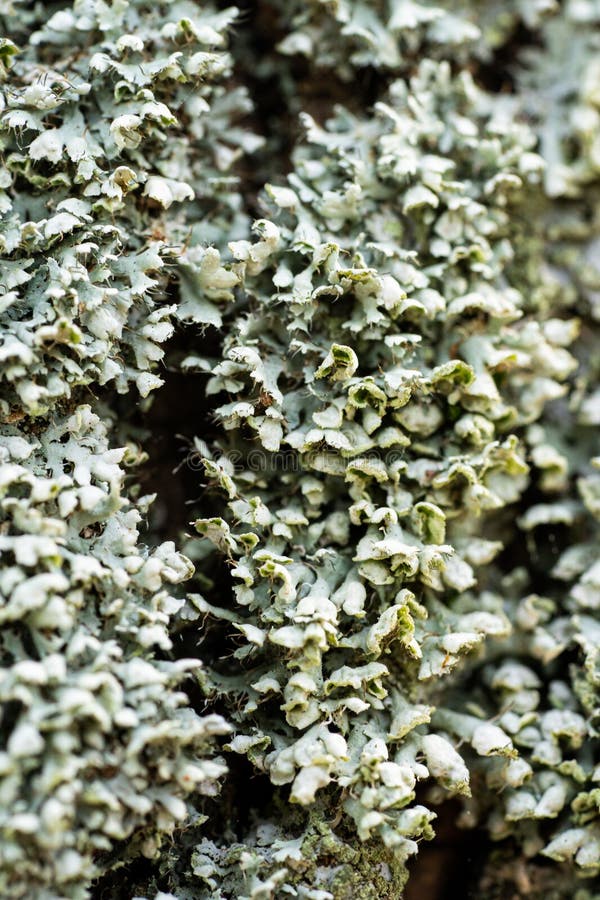 Lichen bark of a tree stock photo. Image of closeup - 269694402