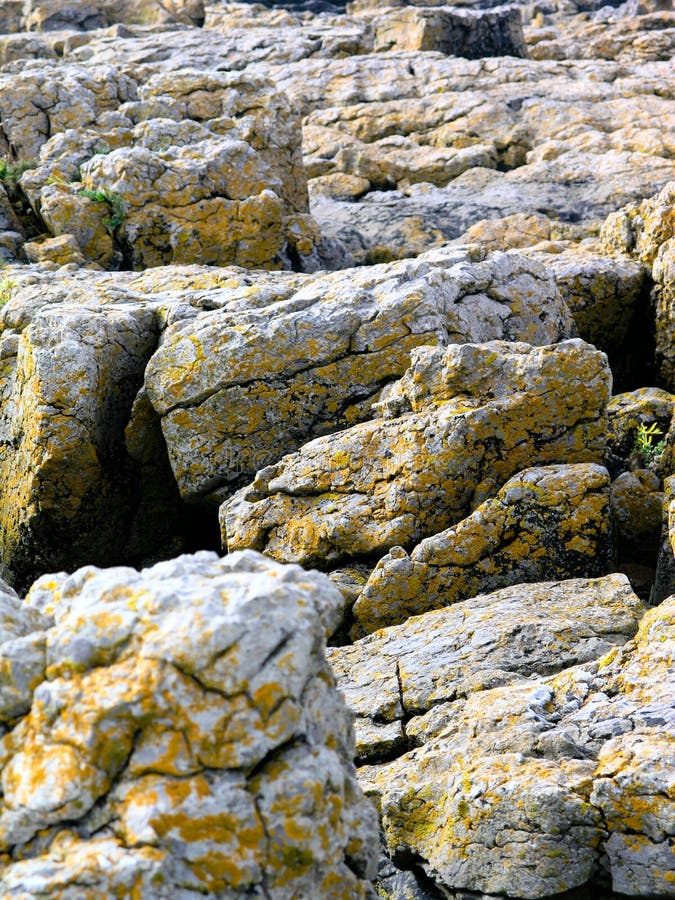 Lichen on Sea Beach Rock stock image. Image of natural - 27970131