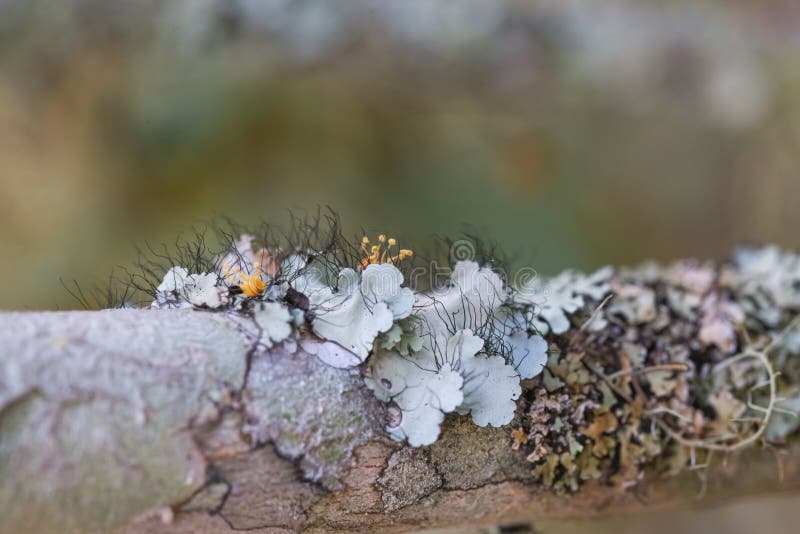 Lichen on branch stock image. Image of abstract, branch - 51058435