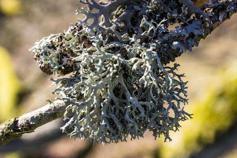 Lichen on a branch stock image. Image of grow, spring - 92900931