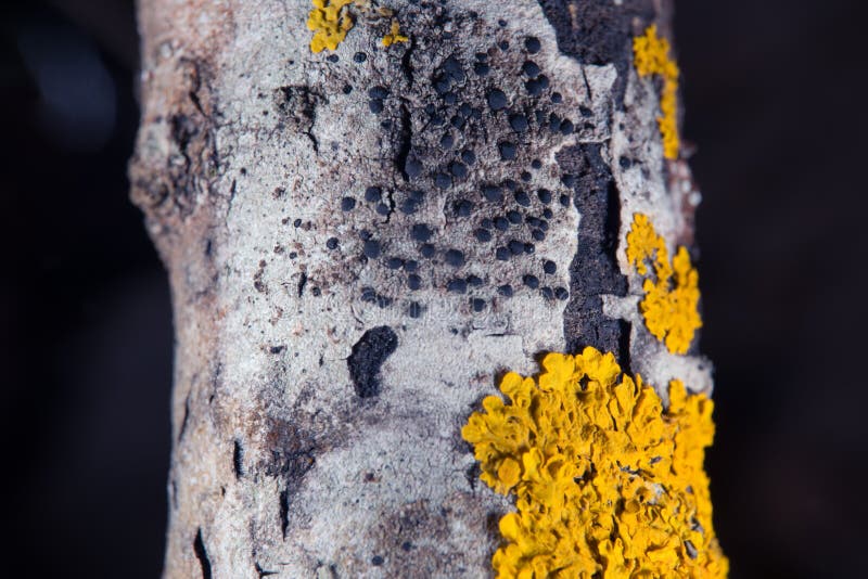 Lichen on a branch stock photo. Image of erythritol, morphogenesis ...