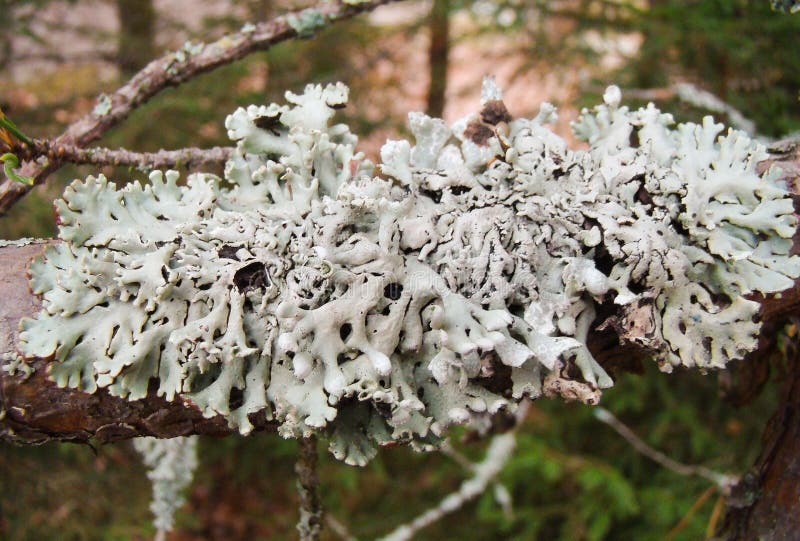 Lichen on branch stock photo. Image of natural, lichen - 46180800