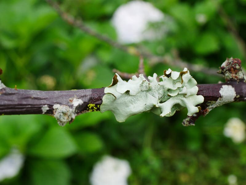 Lichen on the Branch of Tree Close-up Stock Photo - Image of tree ...
