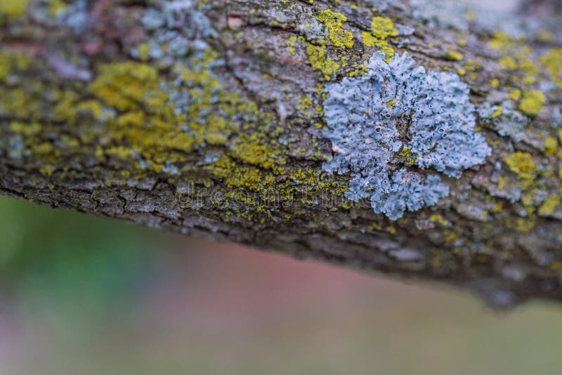 Lichen and Fungus on Tree Branch or Trunk Texture Stock Photo - Image ...