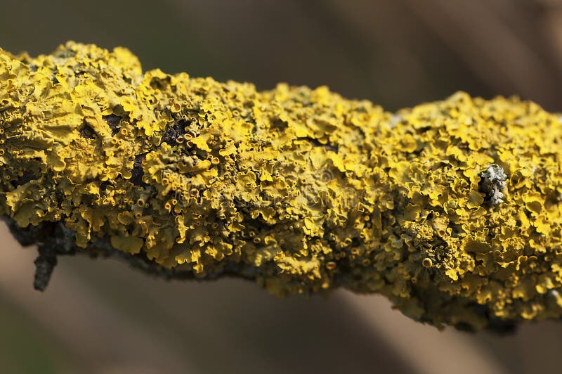 Lichen on a branch stock photo. Image of natural, park - 68045684