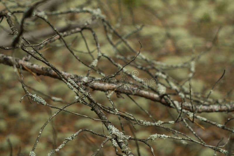 Lichen on the Branches of Trees Stock Photo - Image of nature, green ...