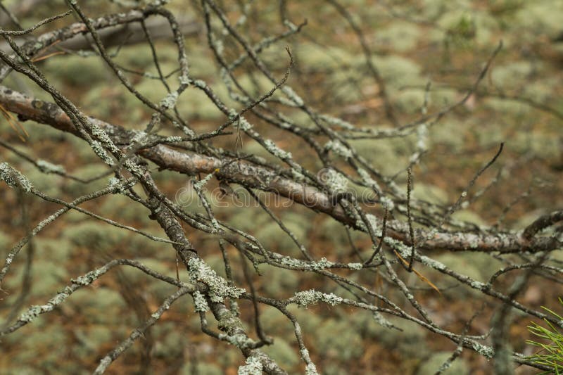 Lichen on the Branches of Trees Stock Image - Image of nature, lichen ...