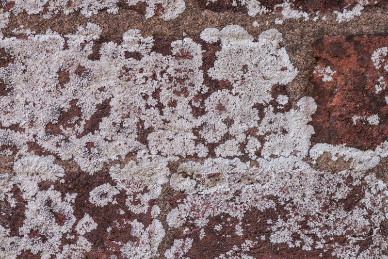 Lichen on Brick Close Up stock photo. Image of texture - 79398736
