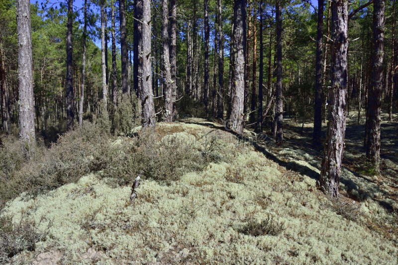 Lichen Canopy in Forest of North East Scotland Stock Photo - Image of ...