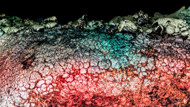 Lichen Cliff stock image. Image of macro, turquoise, colorful - 89479053