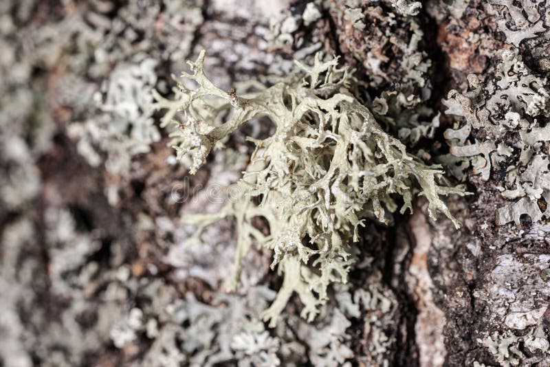 Lichen close up stock photo. Image of closeup, bark, nature - 65541938