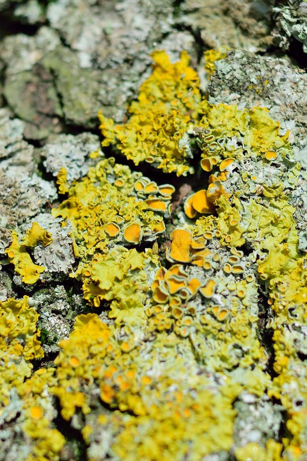Lichen close up stock image. Image of summer, white, bark - 91567945