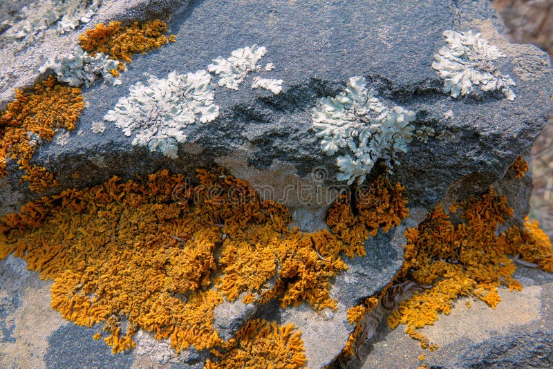 Lichen stock photo. Image of musci, lichens, muscus - 238016254