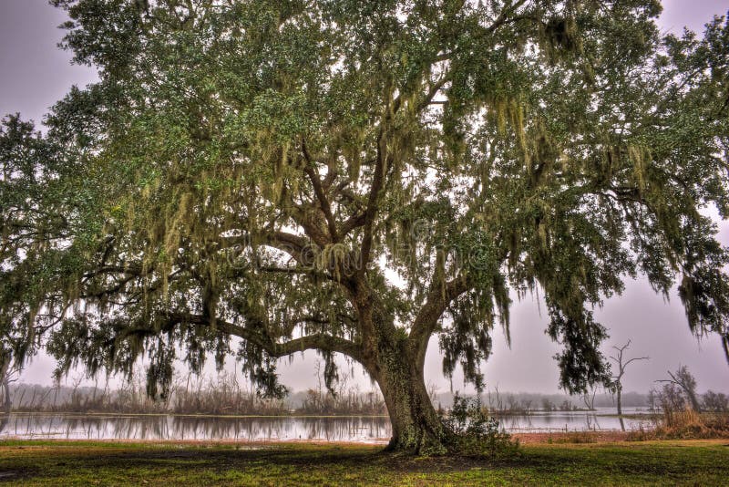 Lichen Covered Oak Tree stock photo. Image of spanish - 67974096