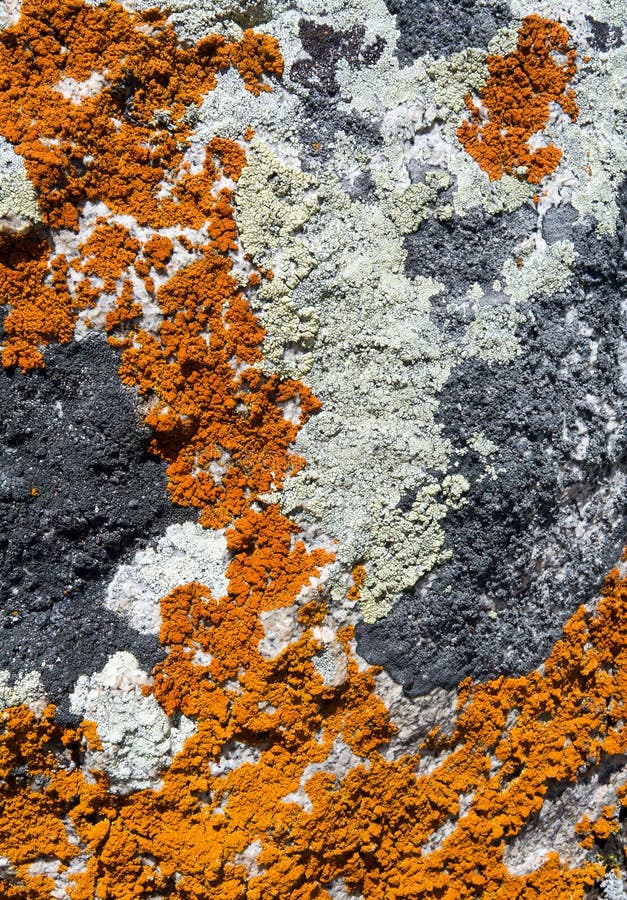 Lichen Covered Rock Texture Stock Photo - Image of hiking, unique: 24566772