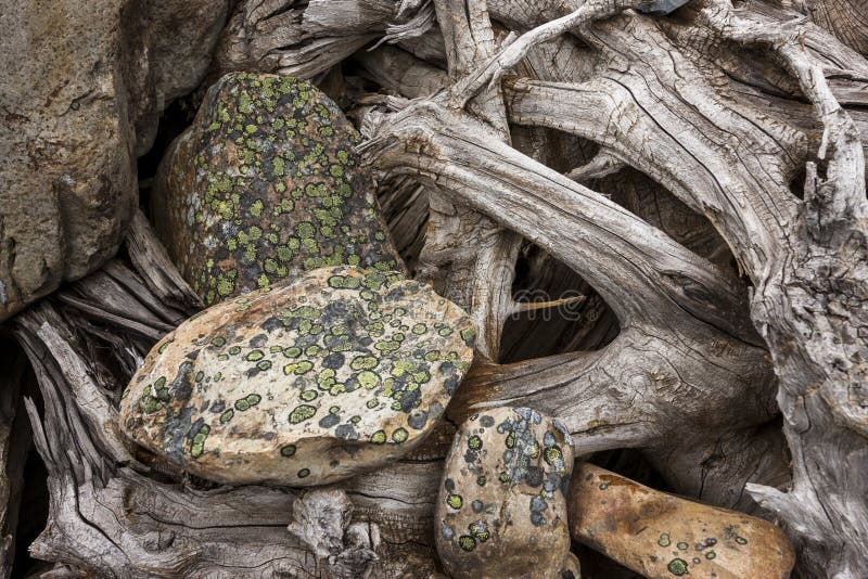 Lichen Covered Rocks and Roots Abstract. Stock Image - Image of ...